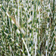 Zebra Rush | Bog Plant
