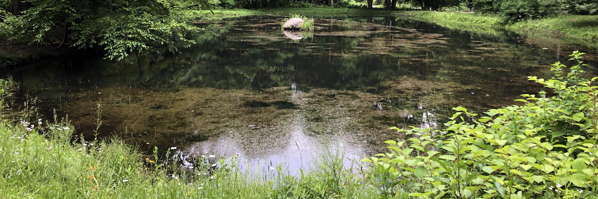 Chemical Versus Natural Pond Treatments - Water X Scapes