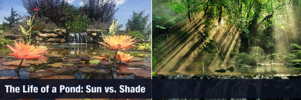 The Life of a Pond: Sun vs. Shade - Water X Scapes