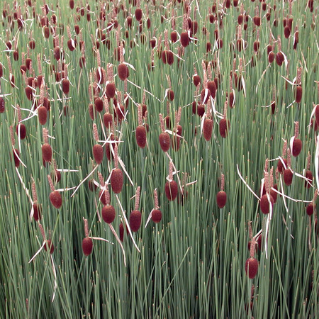 Micro Cattail - Marginal Pond Plants | Water X Scapes