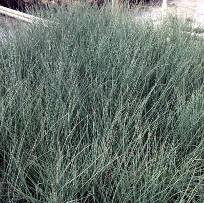 Blue Rush (Juncus Glauca) | Pond Plants