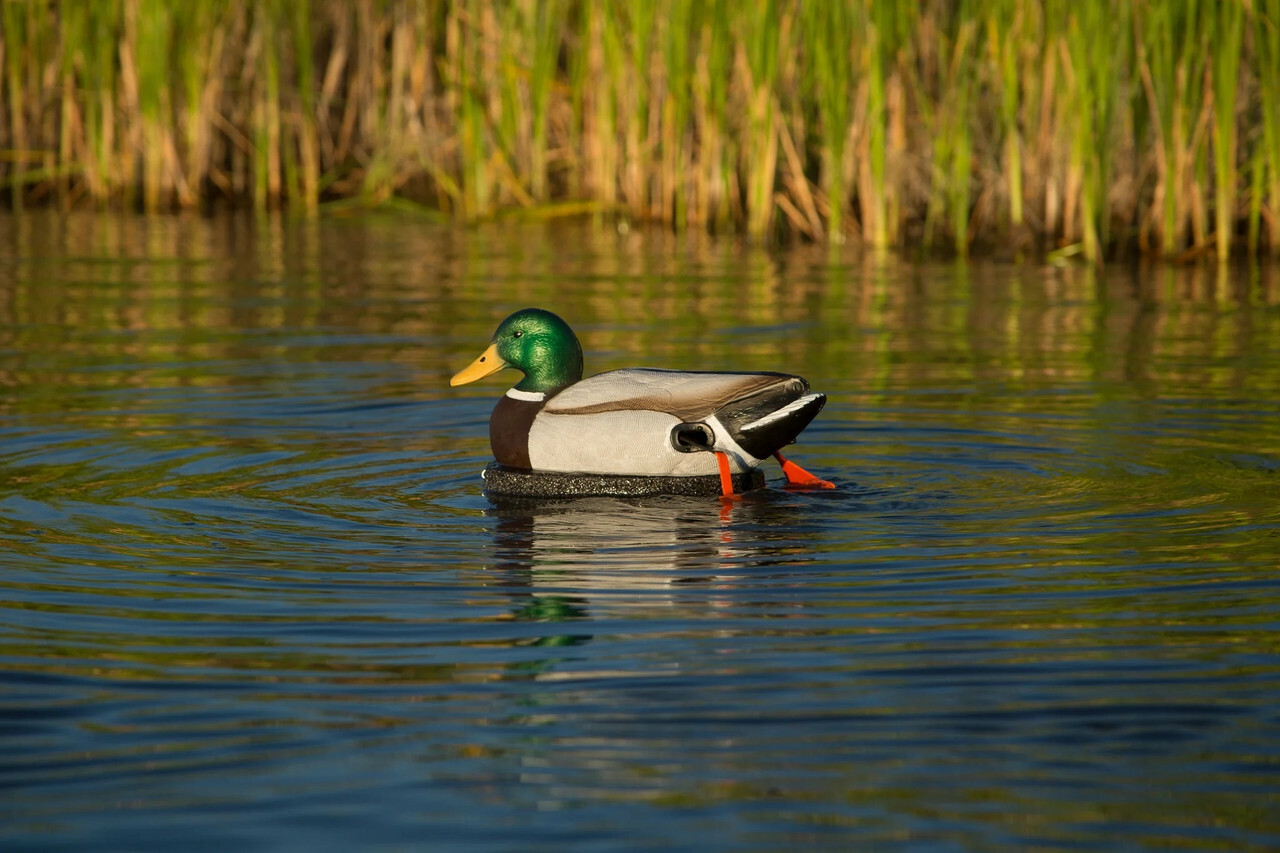 Motion Duck Decoys | Air Boss Motion Decoys | Windwalker Outdoors