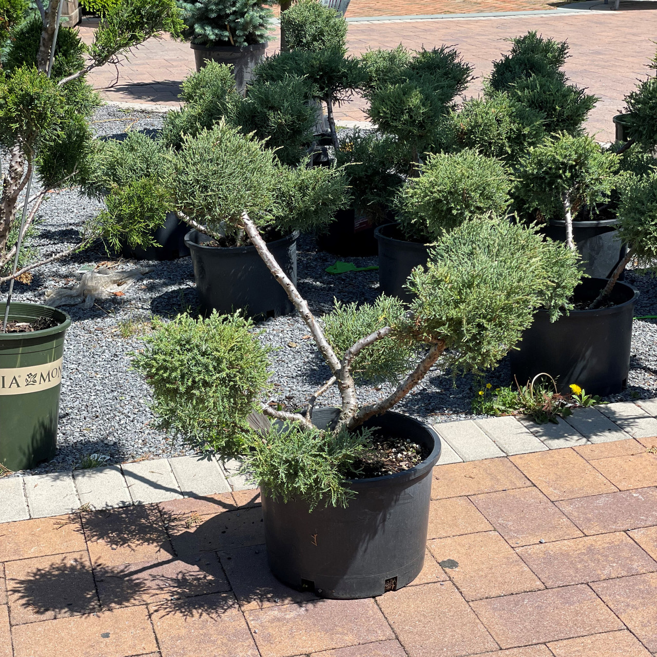 JUNIPER ANGELICA BL 6G PP