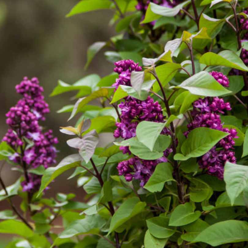 LILAC VIRTUAL VIOLET 3G