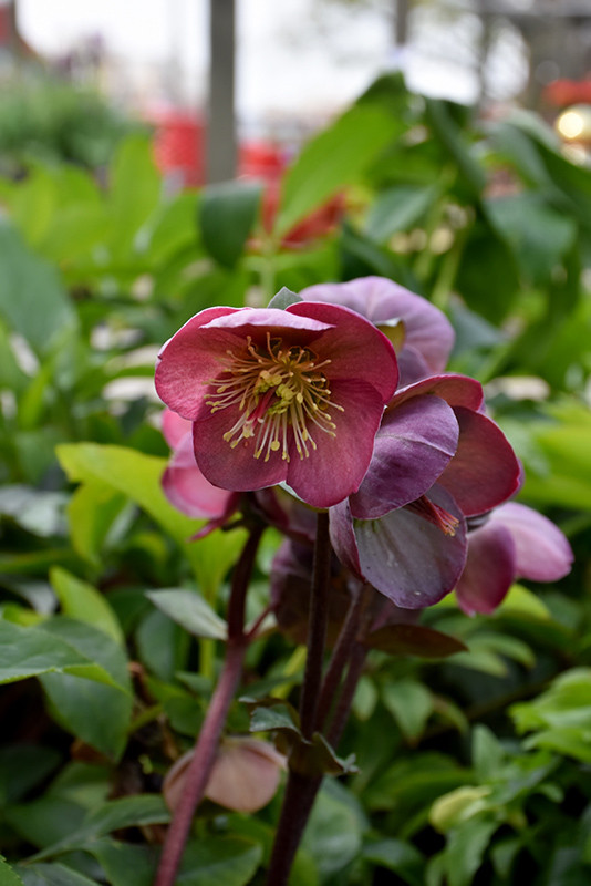 HELLEBORE PENNYS PINK 1G