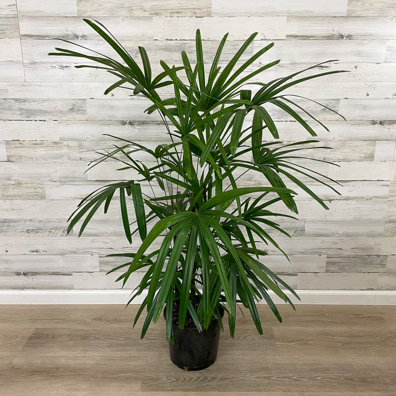 RHAPIS EXCELSA PALM 10"