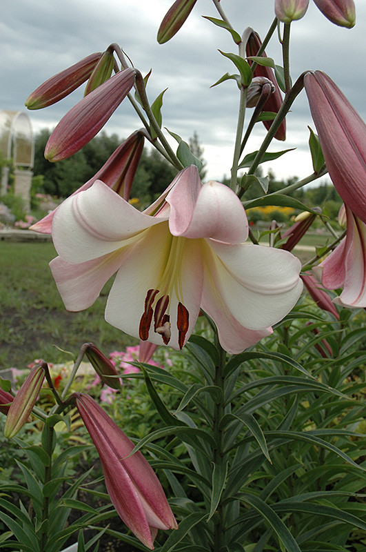 EASTER LILY 8"DBL