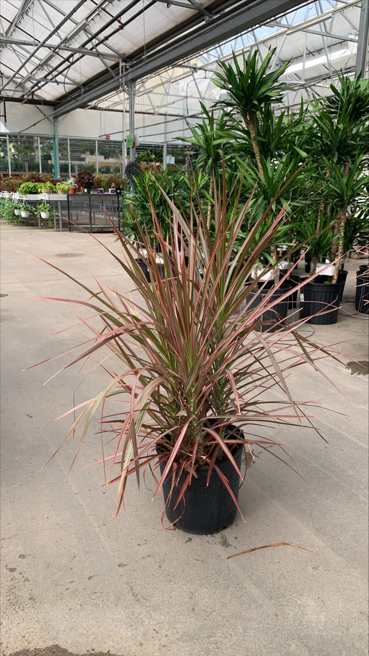 DRACAENA COLORAMA 10"