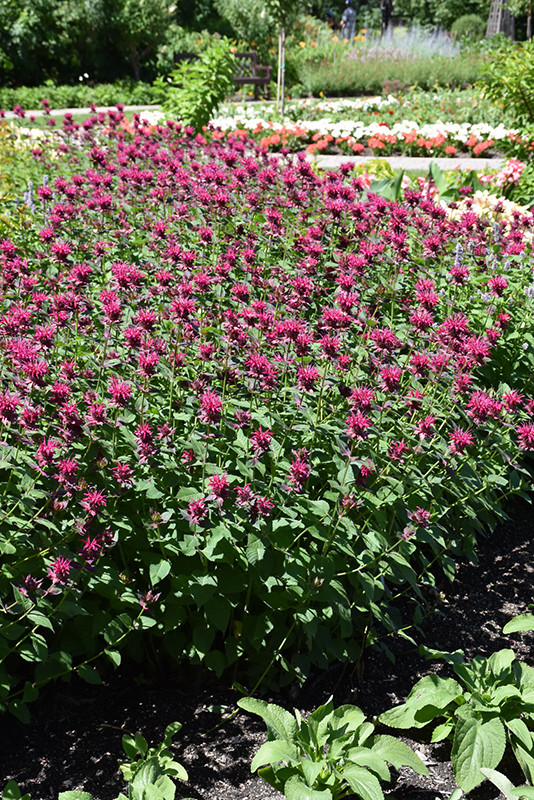 BEE BALM RASPBERRY WINE 1G