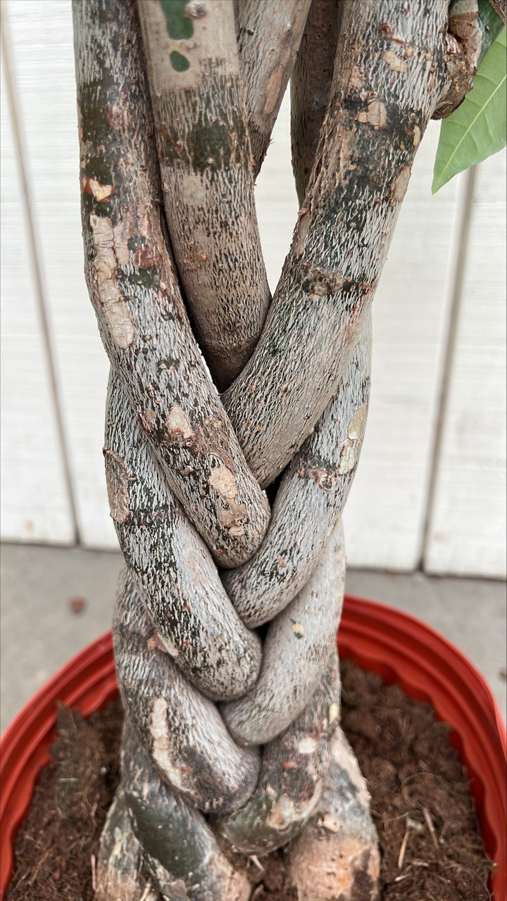 MONEY TREE BRAIDED 10"