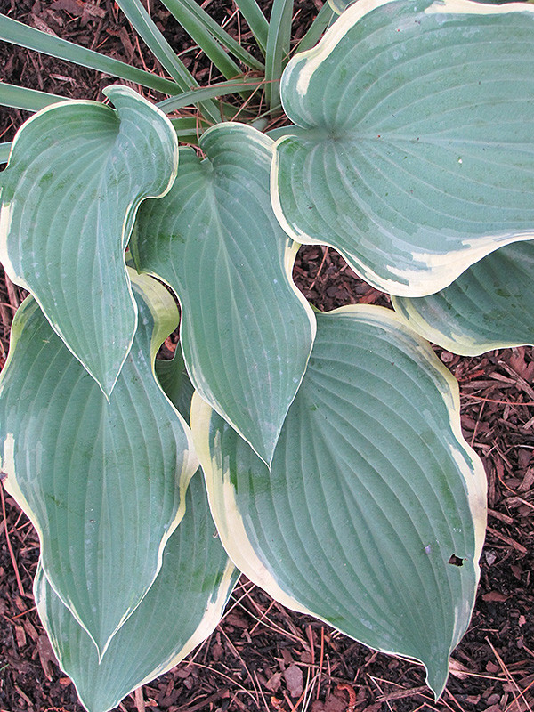 HOSTA REGAL SPLENDOR 2G