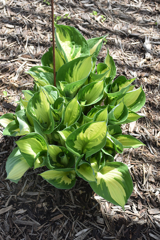 HOSTA WHIRLWIND 2G