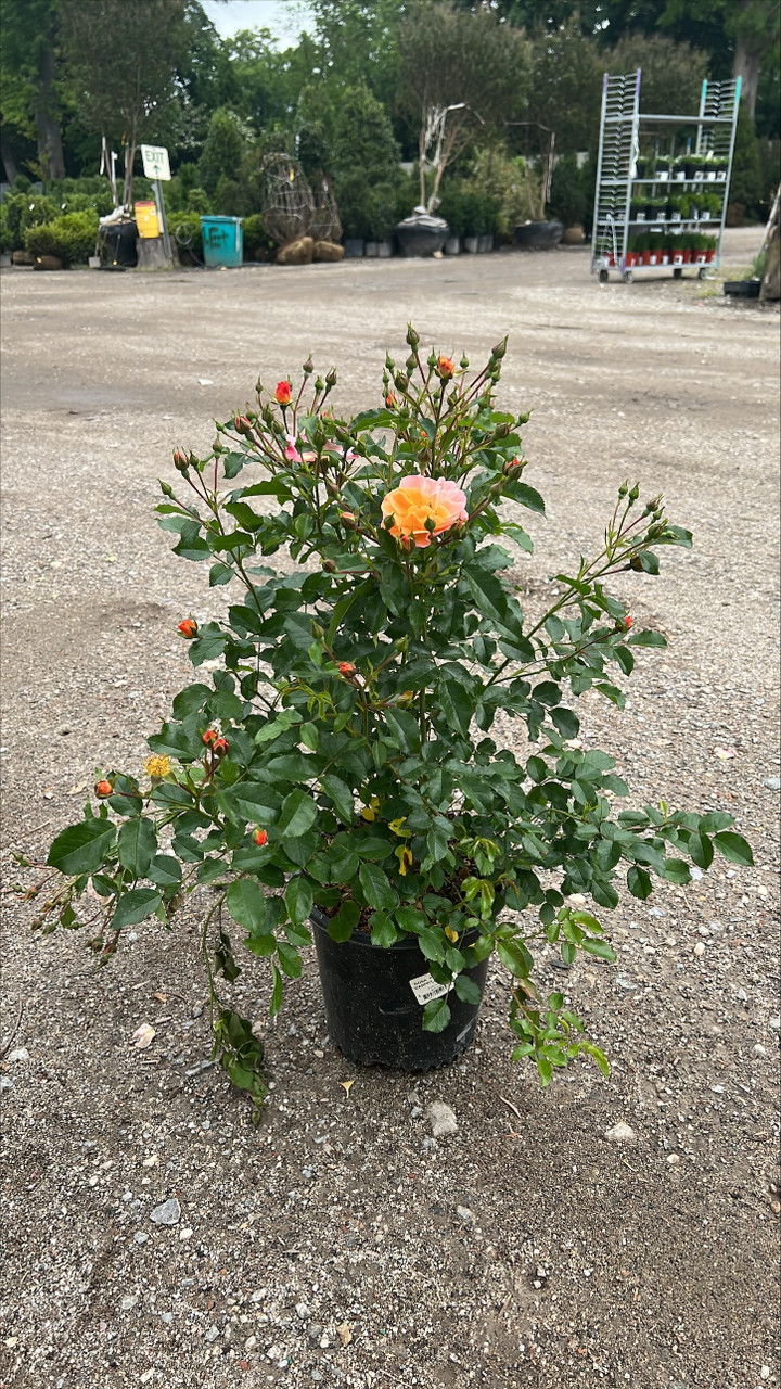 ROSE FLWR AMBER