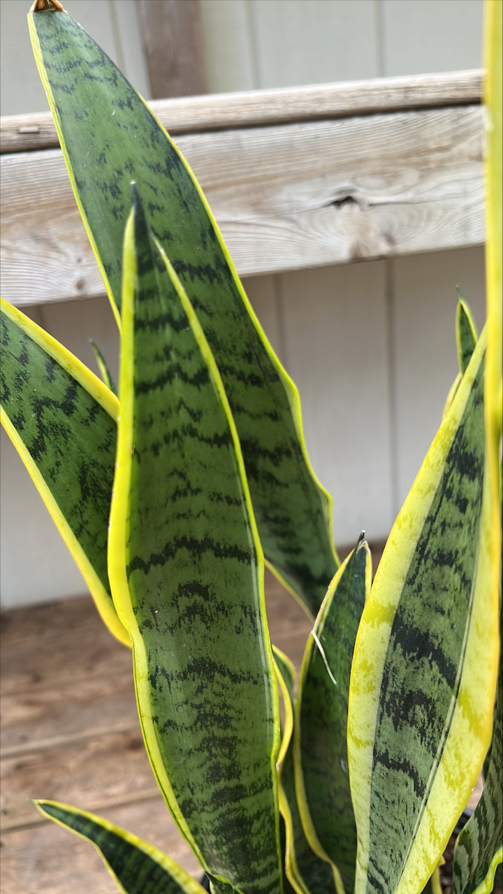 SANSEVIERIA ASST 10"