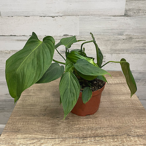 PHILODENDRON FUZZY PETIOLE 6"