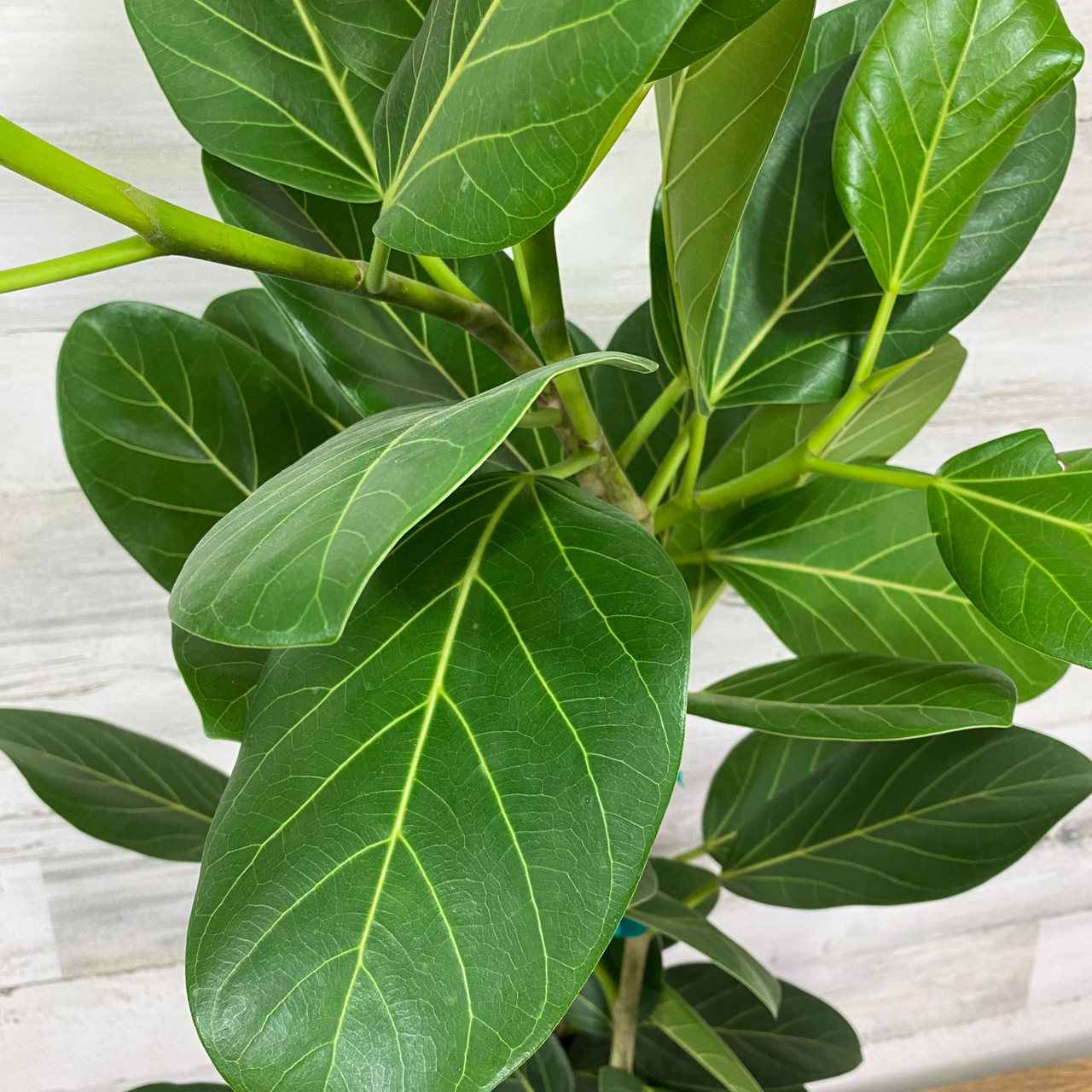 FICUS AUDREY COLUMN/BUSH 10"