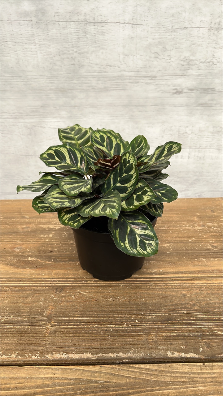 CALATHEA MAKOYANA/PEACOCK 6"