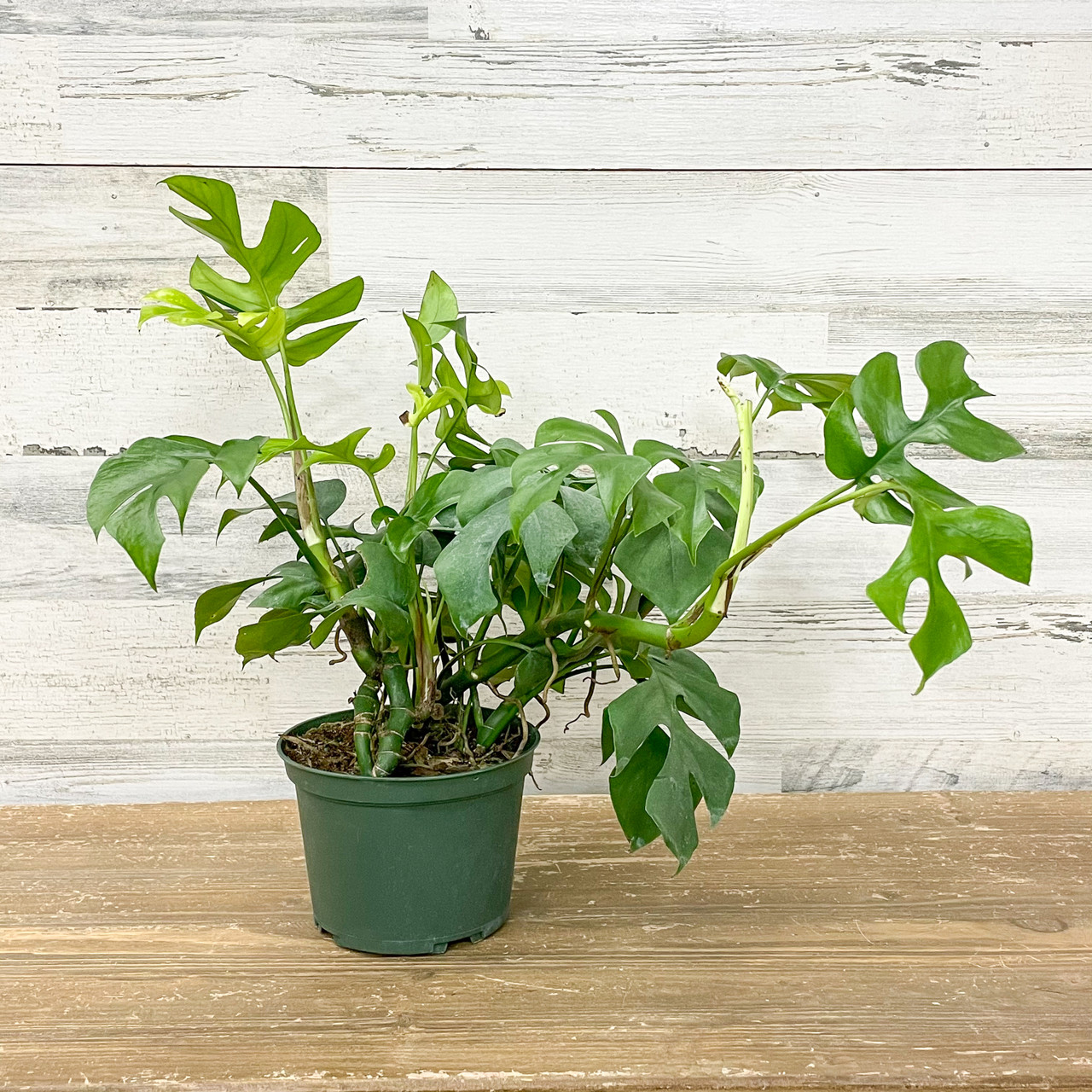 MINI MONSTERA 6"
