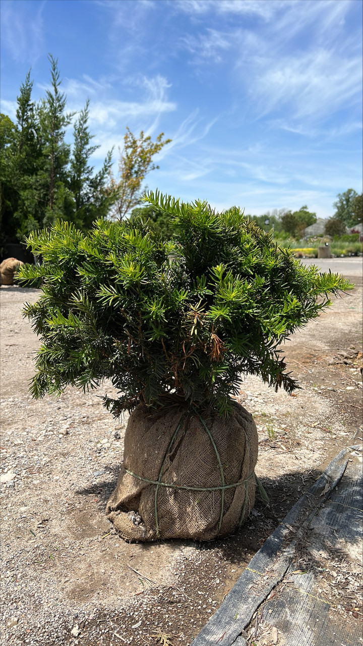 YEW DENSIFORMIS 15-18"