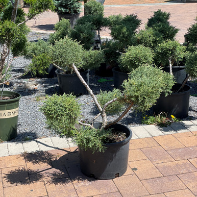 JUNIPER ANGELICA BL 6G PP