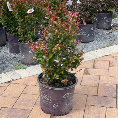 CRPE MRTL RUFF RED MAGIC 3G