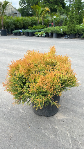 ARB RHEINGOLD 3G