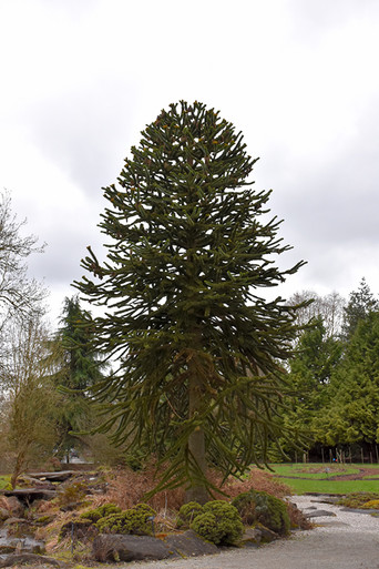 Tall Plant Raw Edible Plants: Monkey Puzzle Tree (Araucaria Araucana ...