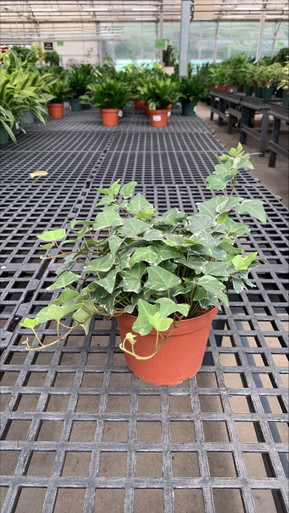 IVY 6"