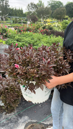 WEIGELA MIDNIGHT WINE SHINE 3G