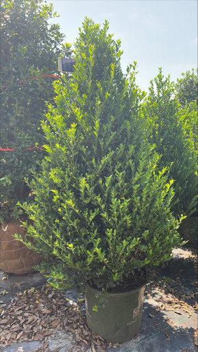 HOLLY EMRLD COLONNADE 15G