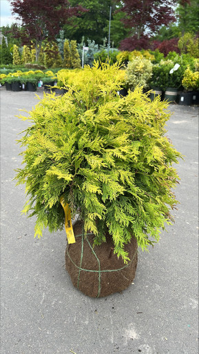 ARB WOODWARD GLOBE 18-21"