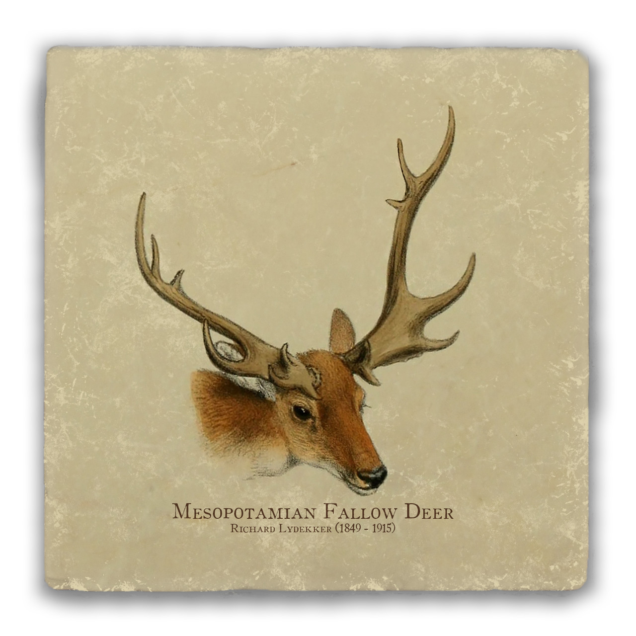 "Mesopotamian Fallow Deer" Tumbled Stone Coaster - Nelson Gifts