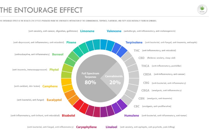 What Is the Entourage Effect? Is It More than Just a Show? - Science ...