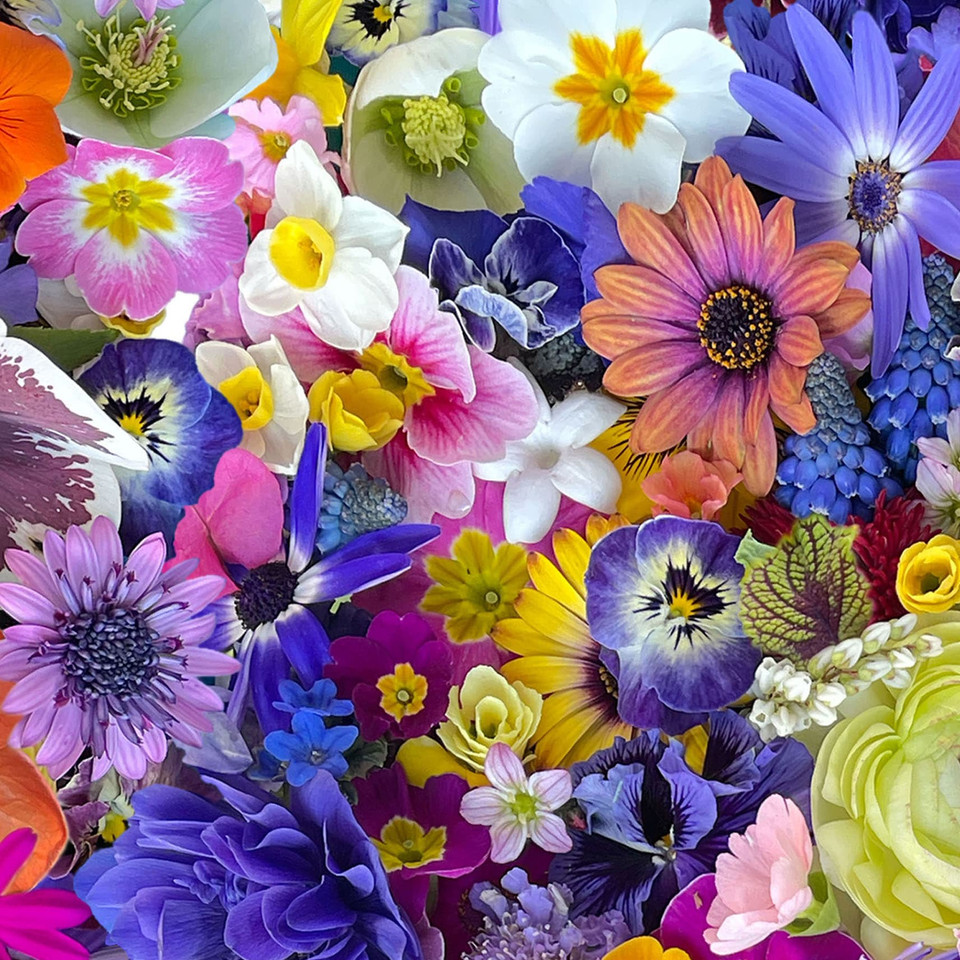 Fabric - Hand Picked: Quilt Backs - Maywood Studio