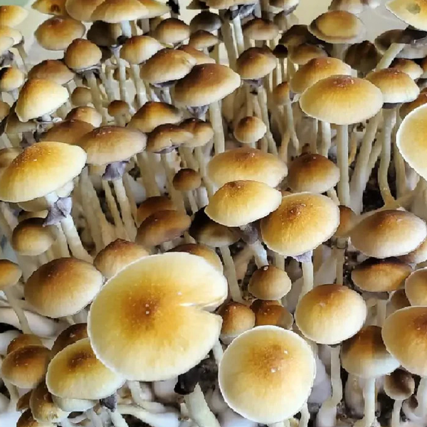 Buy Blue Meanies Magic Mushroom Spore Syringe (P. Natalensis)