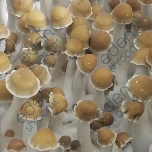 Buy Eden Shrooms Puerto Rican Magic Mushroom Spore Syringe (P. Cubensis)