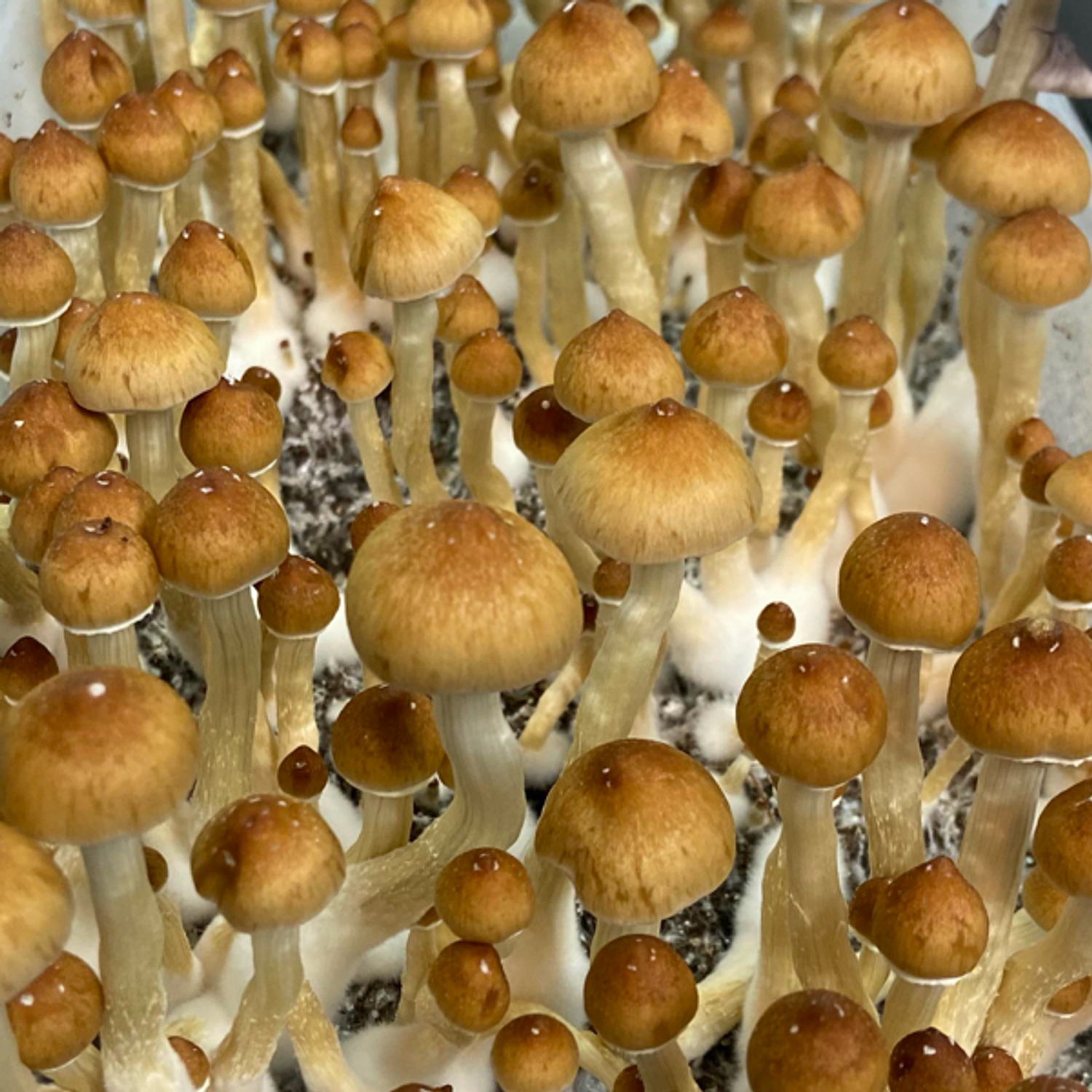 Taxonomic Classification of Psilocybin Mushrooms - MycoMatic