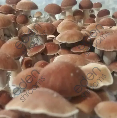 Buy Eden Shrooms Malabar Coast Magic Mushroom Spore Syringe (P. Cubensis)