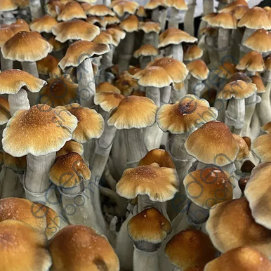 Buy Eden Shrooms Tidal Wave Magic Mushroom Spore Syringe (P. Cubensis)