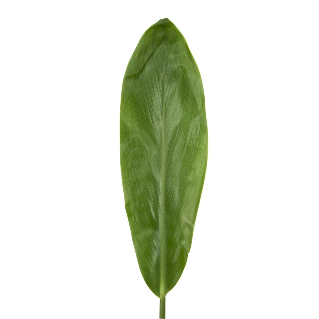 Leaves Ti Green