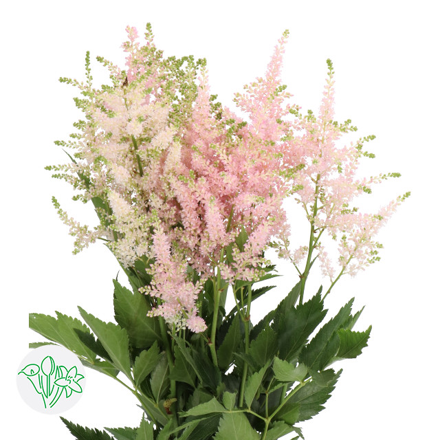 Astilbe Europa holl