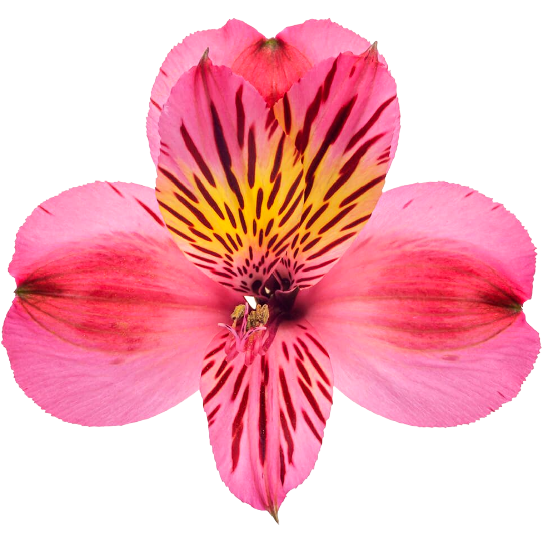 Alstro. HotPink bmark
