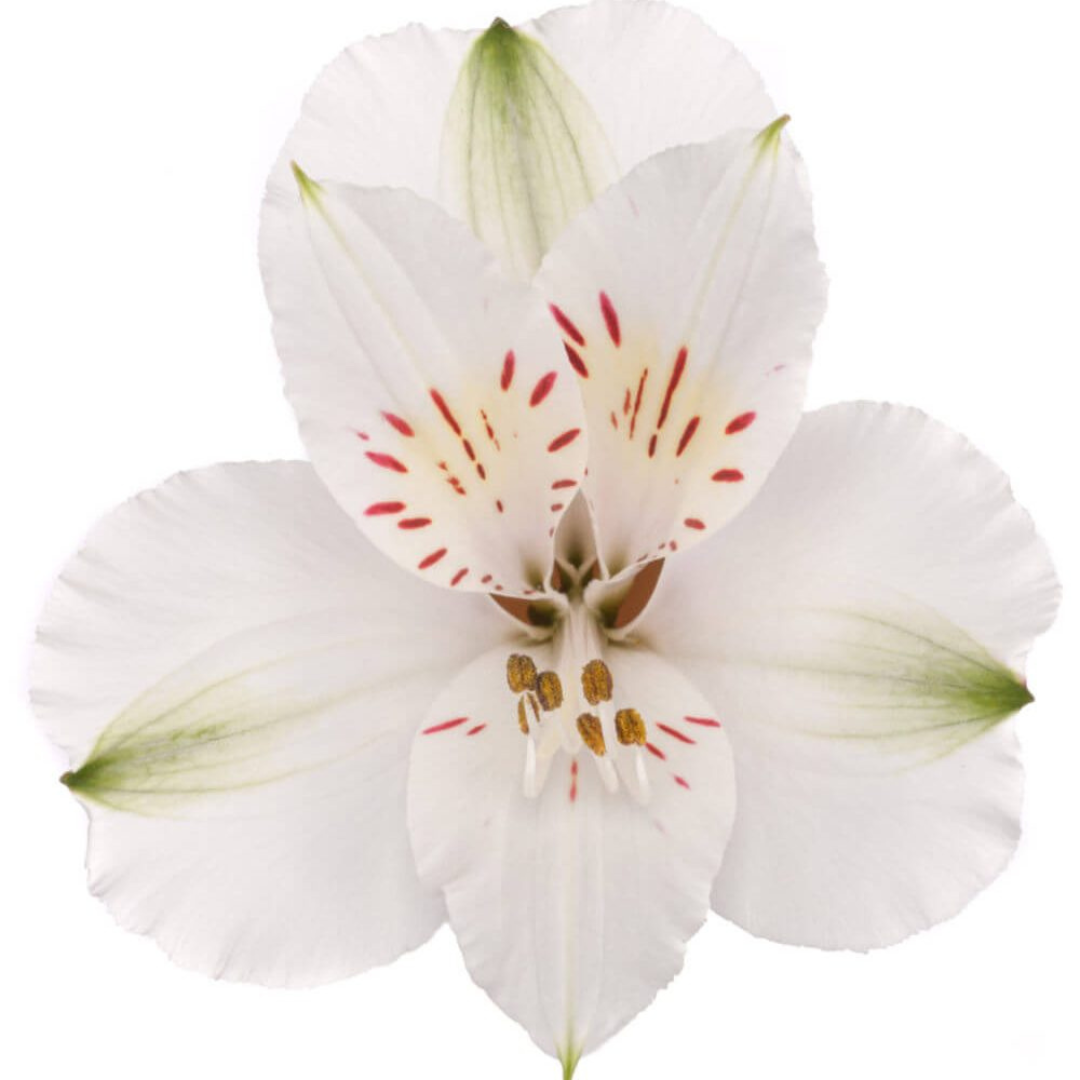 Alstro. White bmark sel