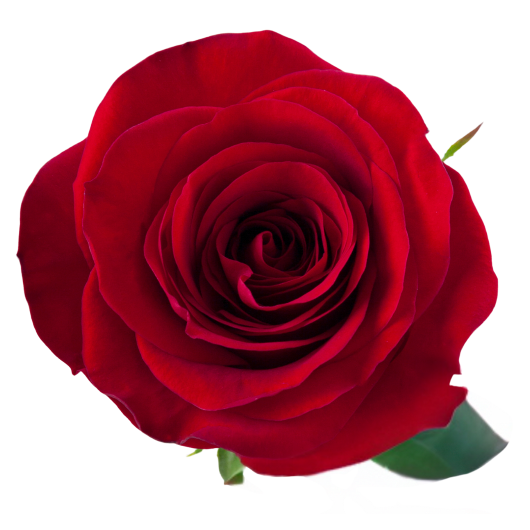 Rose Redvolution 80cm rprima - SWFlorist