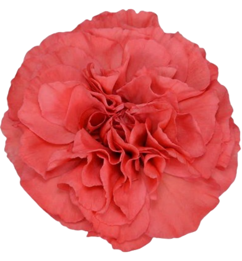 Carn Sel Coral Majestic Sole - SWFlorist