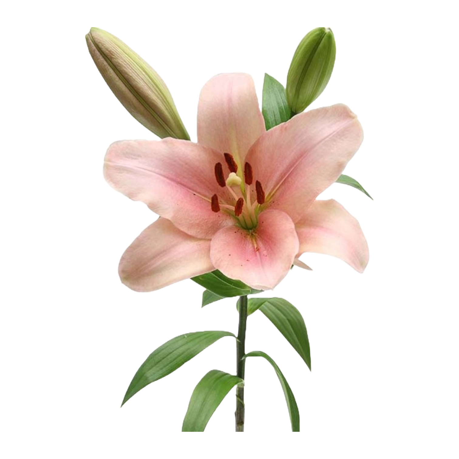Lily La Pink groot - SWFlorist