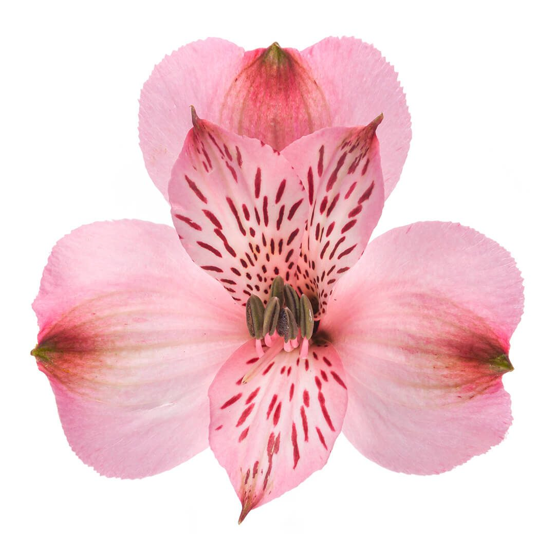 Alstro Sel Peace Bmark - SWFlorist