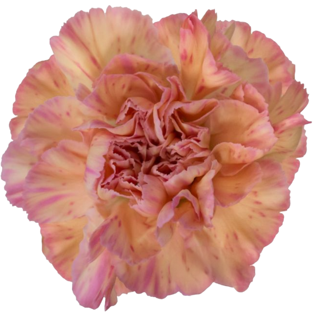 Carn Sel Gioia Sole - SWFlorist
