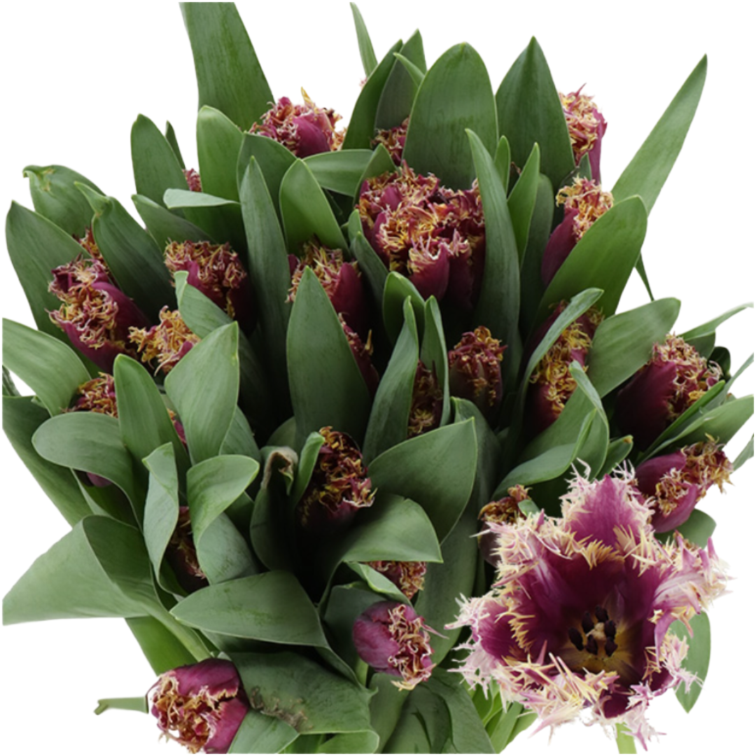 Tulip Frill Eclipse holl - SWFlorist