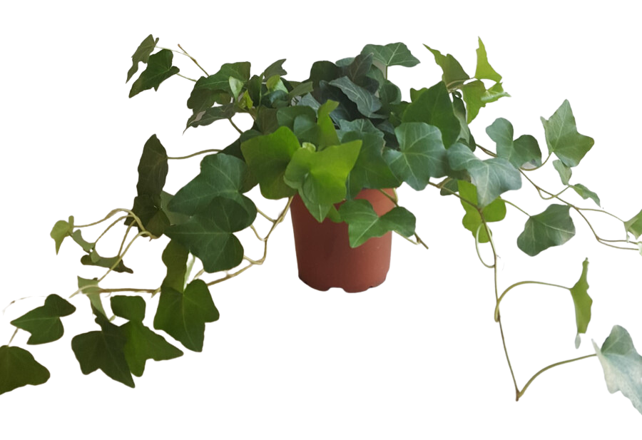4" POTTED GREEN IVY